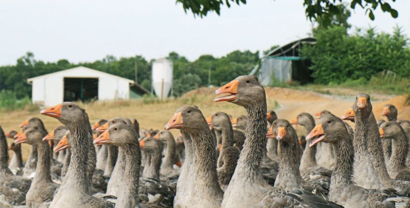 Farm Geese